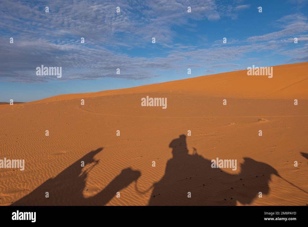 Camel shadow on the sand dune in Sahara Desert Stock Photo - Alamy