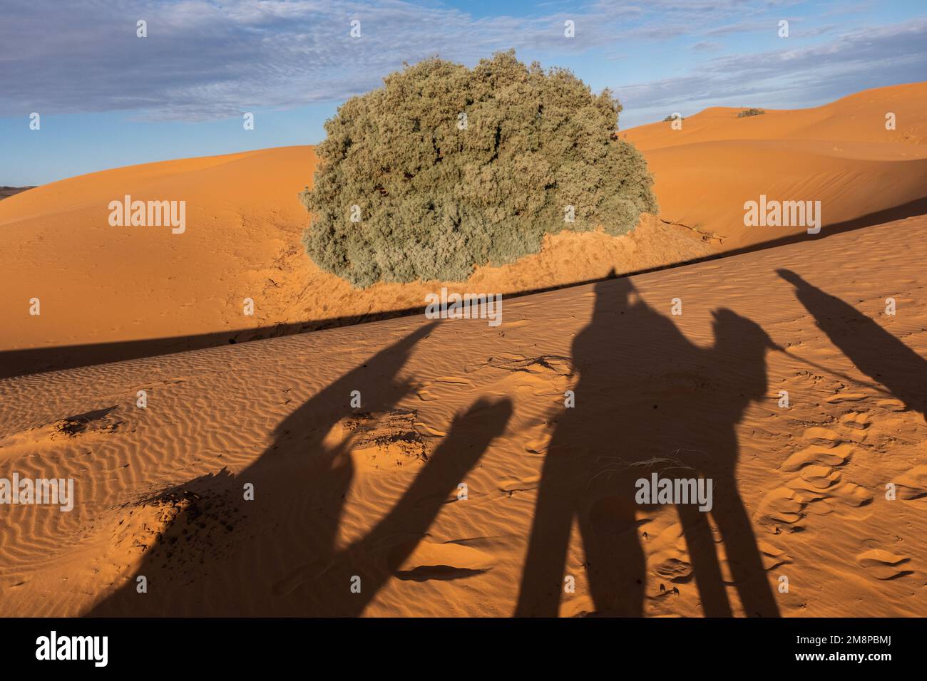 Camel shadow on the sand dune in Sahara Desert Stock Photo - Alamy