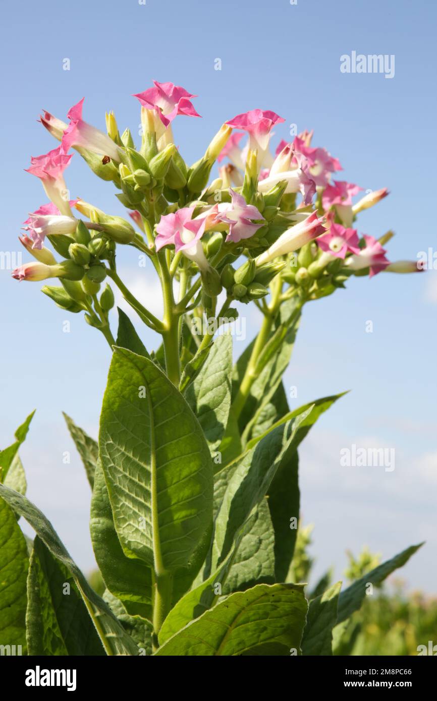 Tobacco plant growth hi-res stock photography and images - Alamy