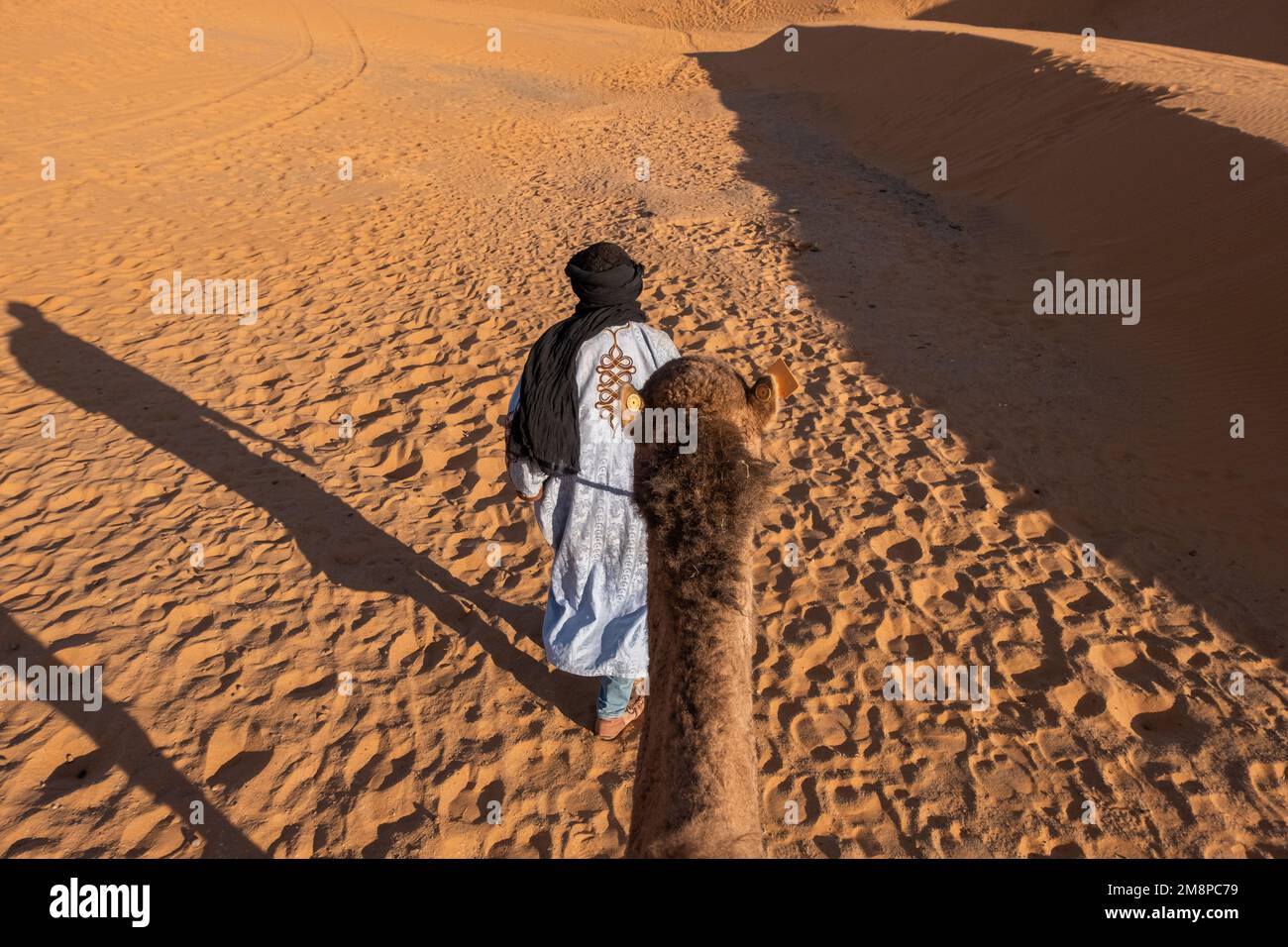 Tuareg nomads leading a camel in the Sahara Desert, Morocco Stock Photo ...