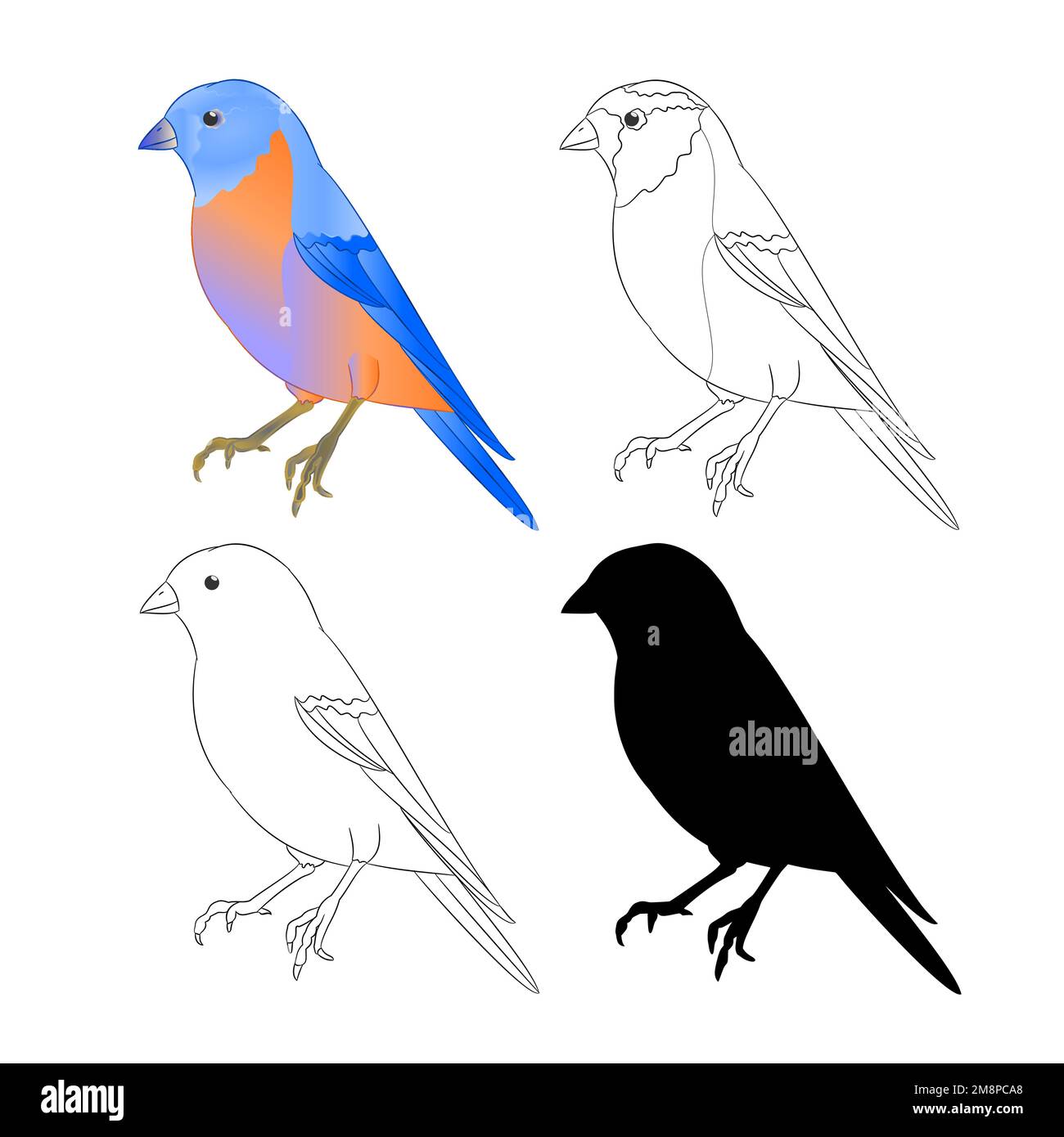 Bluebird bird Thrush nature outline and silhouette on a white ...