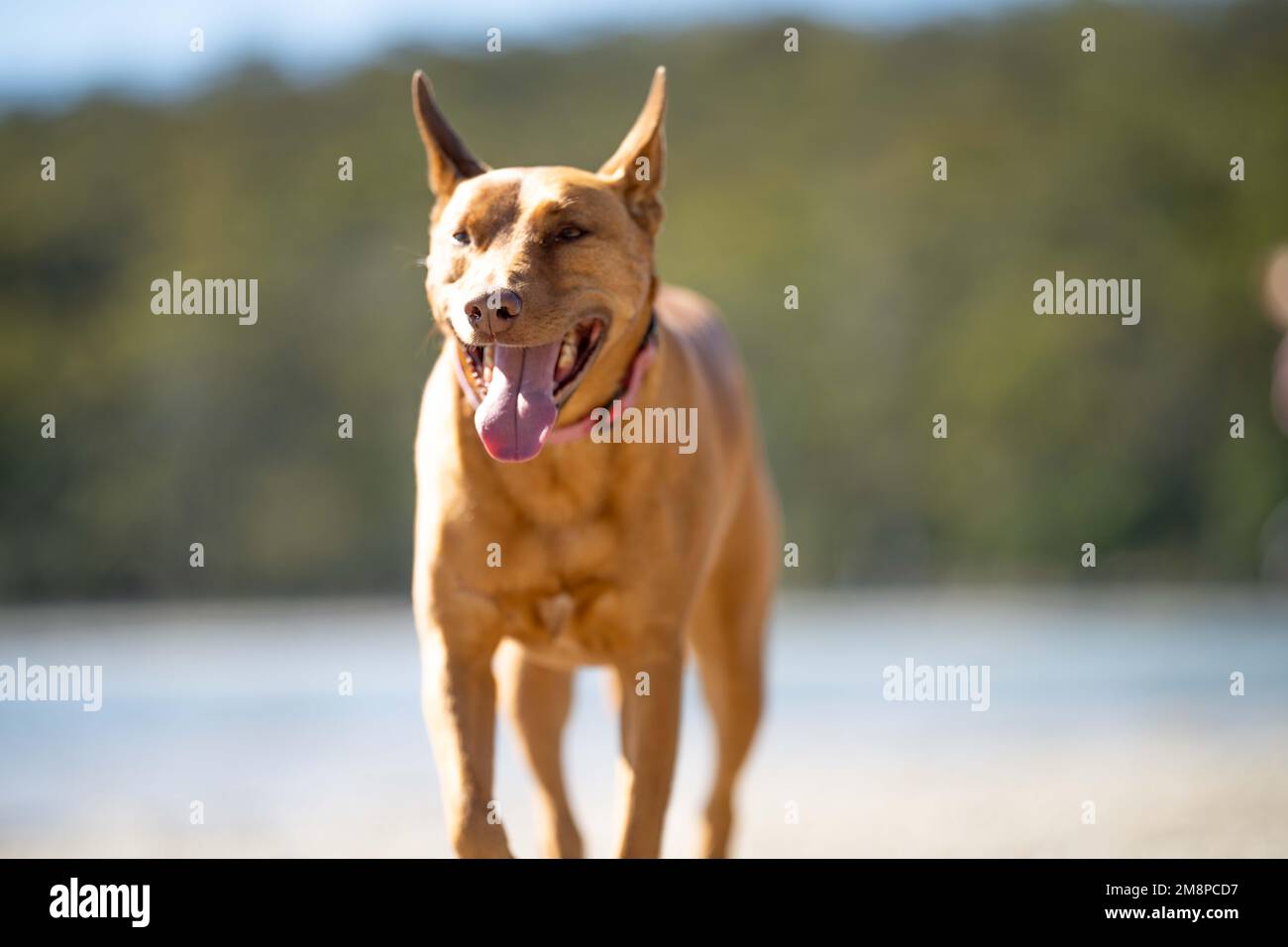 Black tan australian kelpie dog hi-res stock photography and images - Alamy