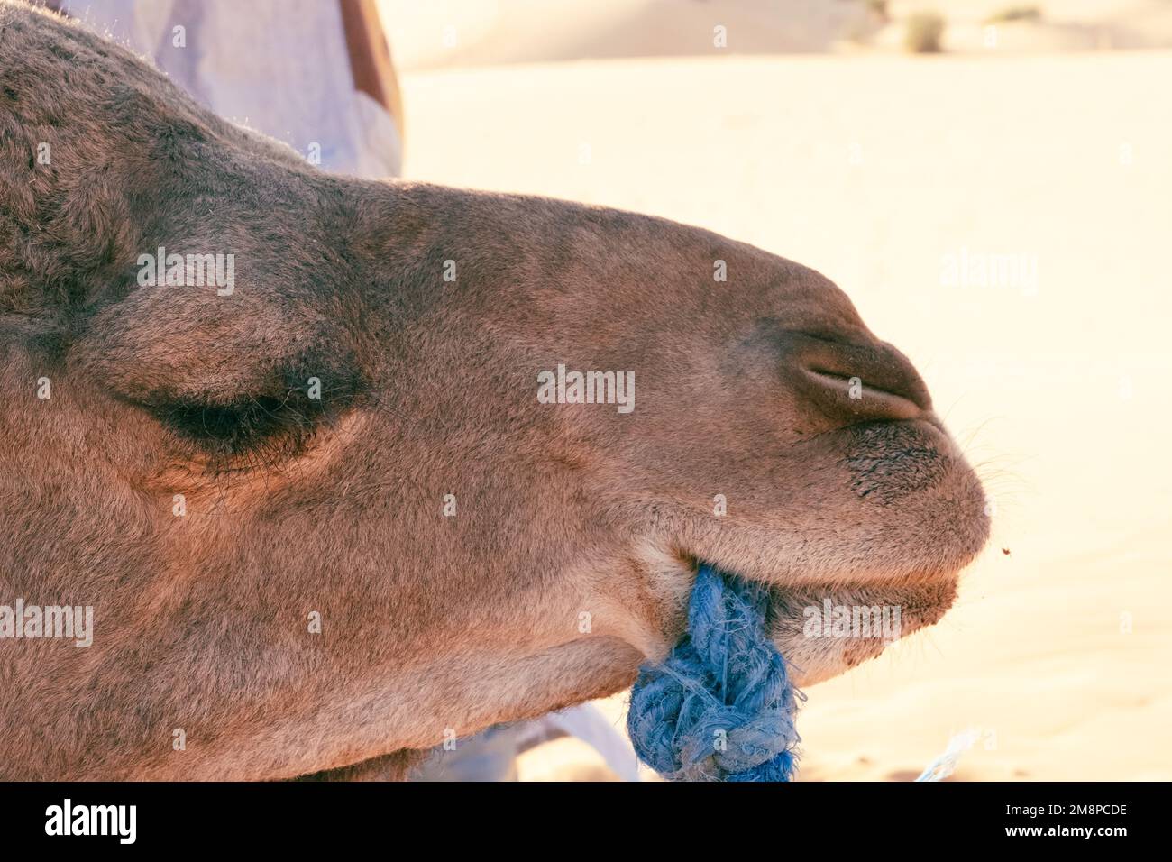 A close-up of a camel's face, with its long eyelashes and rugged ...