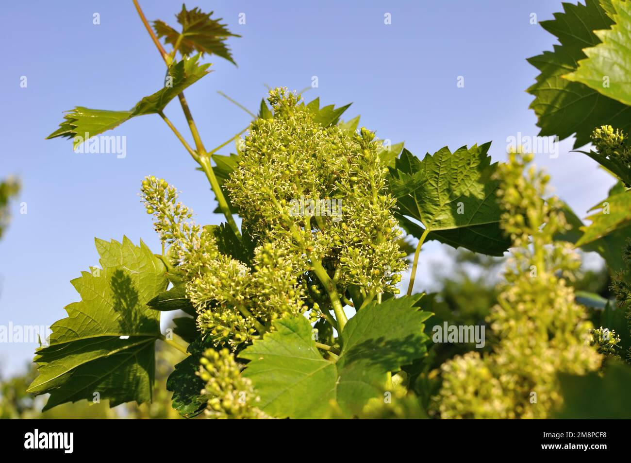 Grape vine blossom hi-res stock photography and images - Alamy