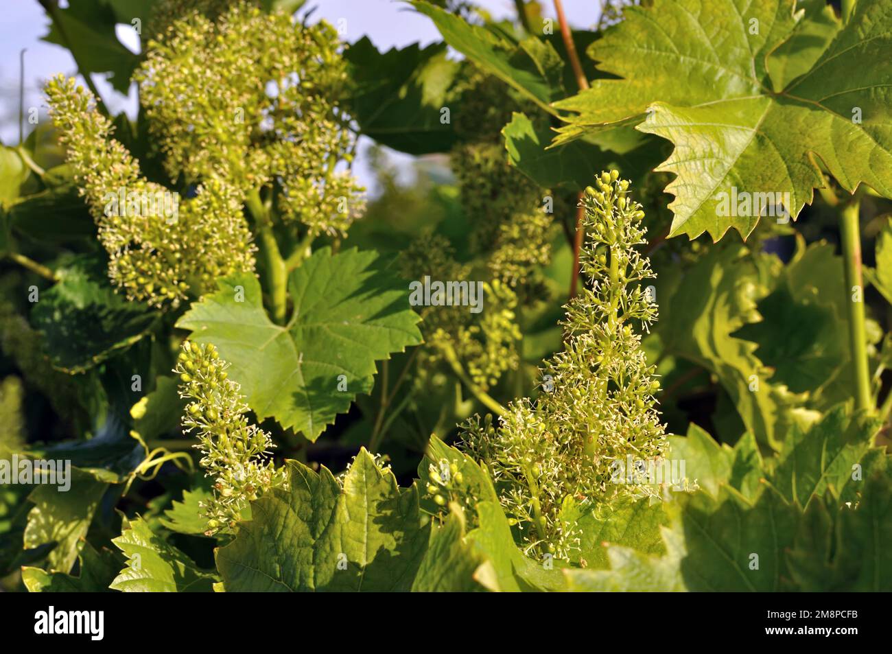 Grape vine blossom hi-res stock photography and images - Alamy