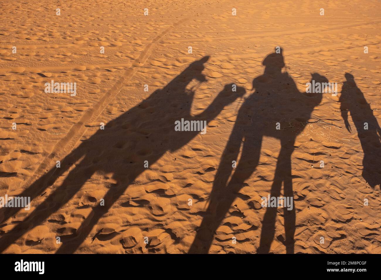 Camel shadow on the sand dune in Sahara Desert Stock Photo - Alamy
