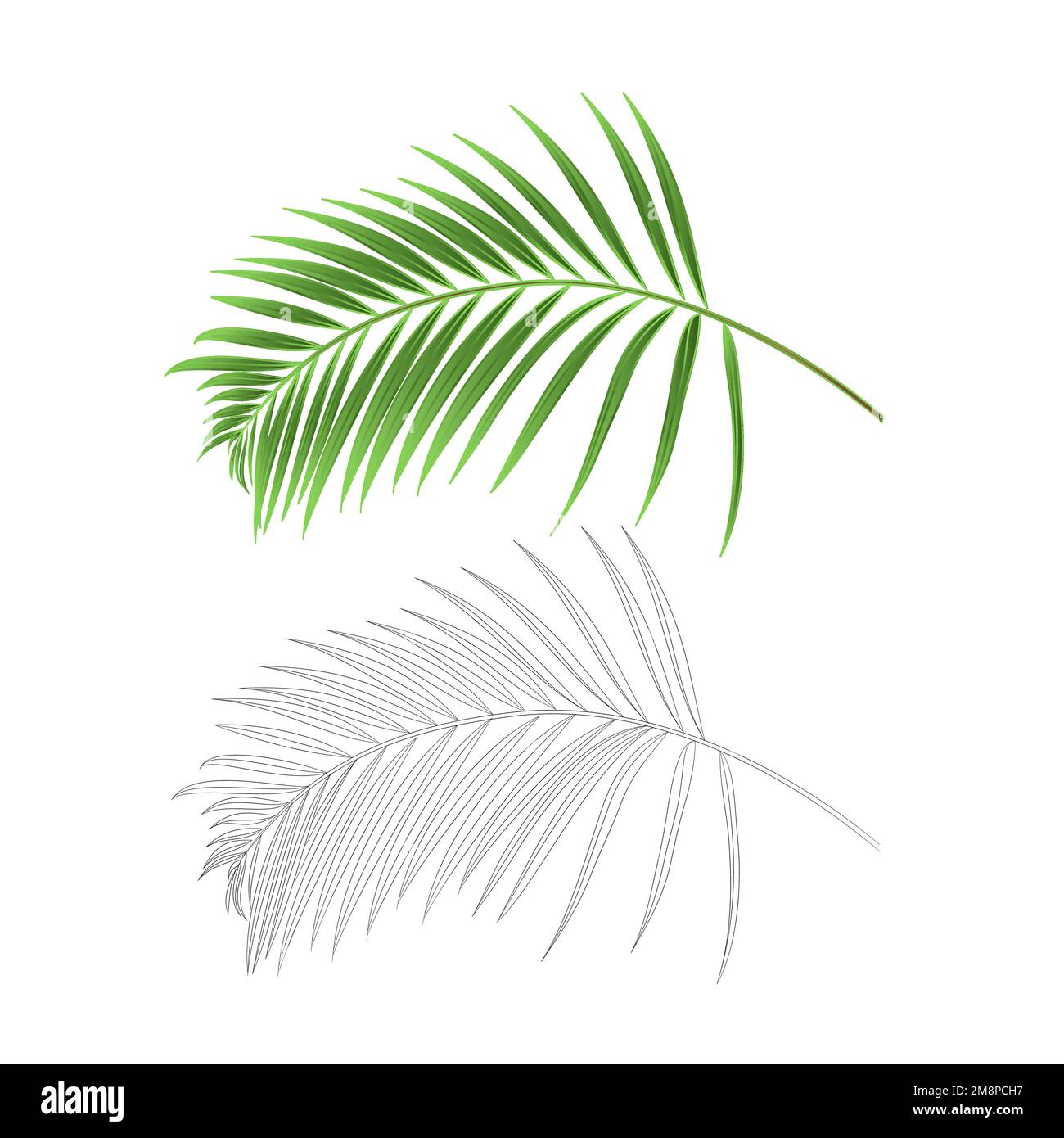 Leaf palm decoration tropical house plant nature and outline vintage ...
