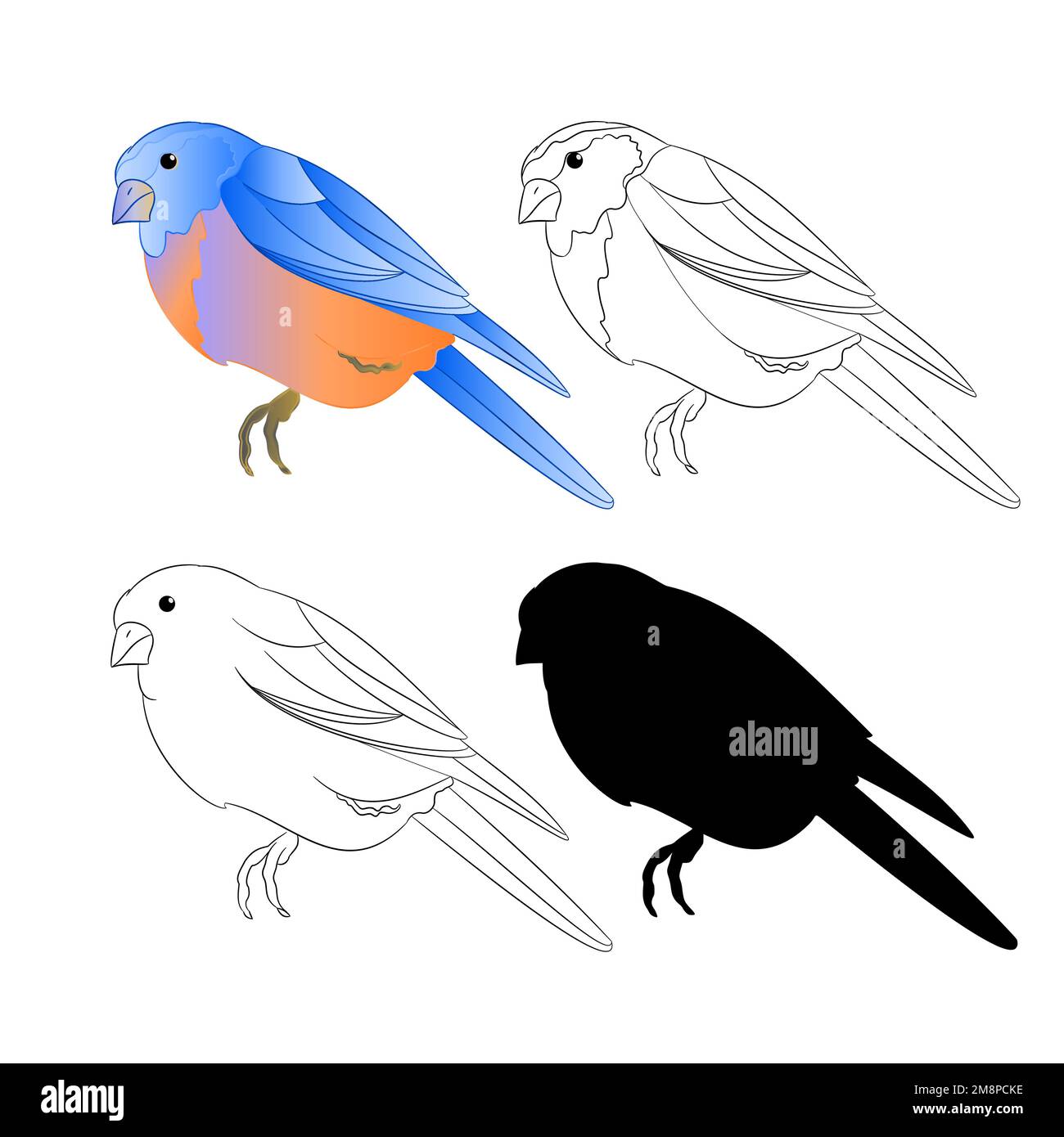 Bird Thrush Bluebird outline nature and silhouette on a white ...