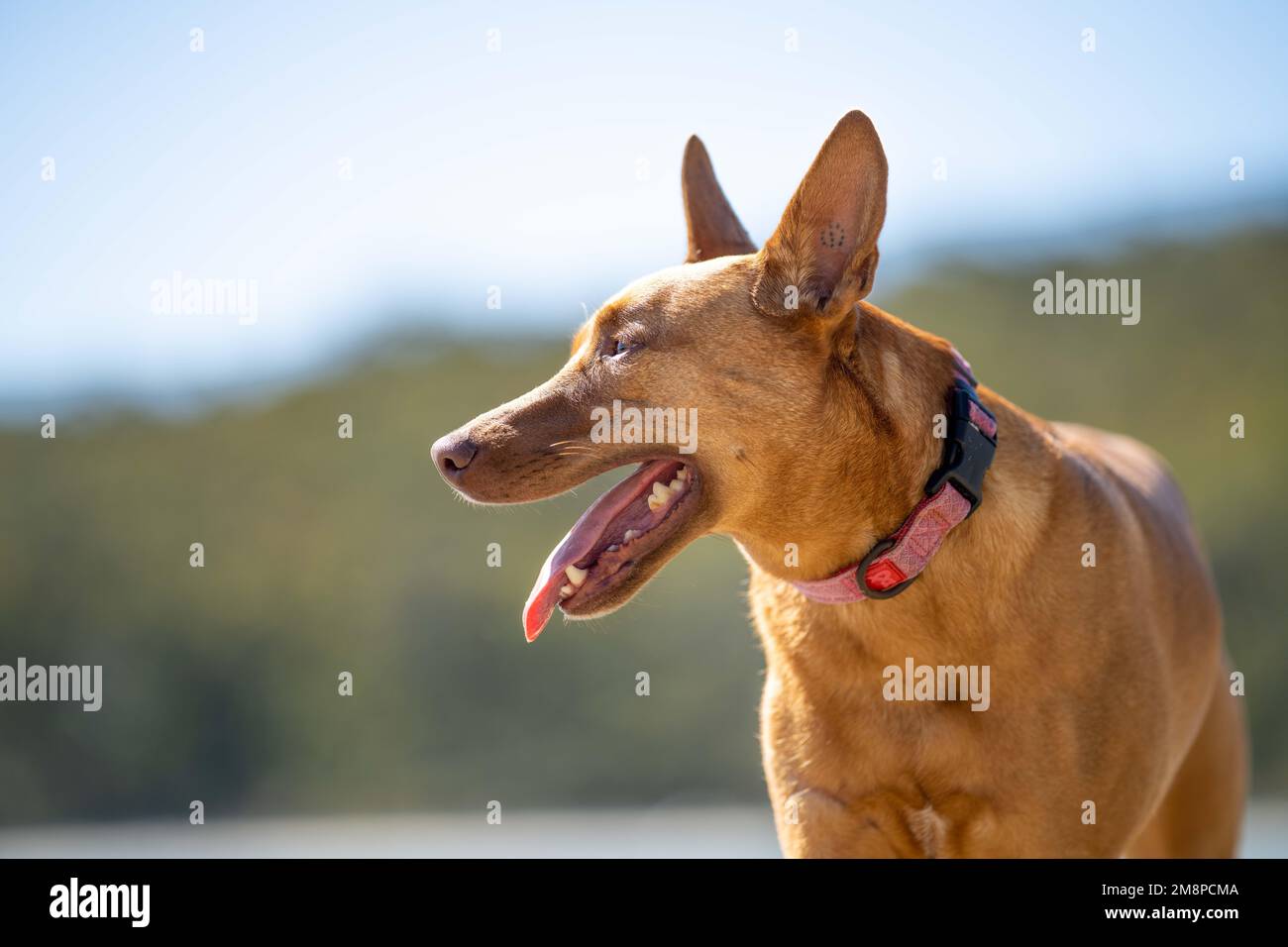Black tan australian kelpie dog hi-res stock photography and images - Alamy