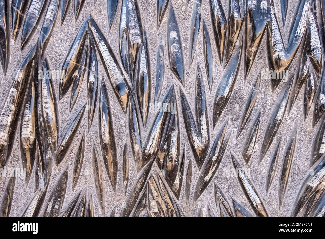 Sea and ocean fossils found on rocks in the desert of Morocco Stock ...