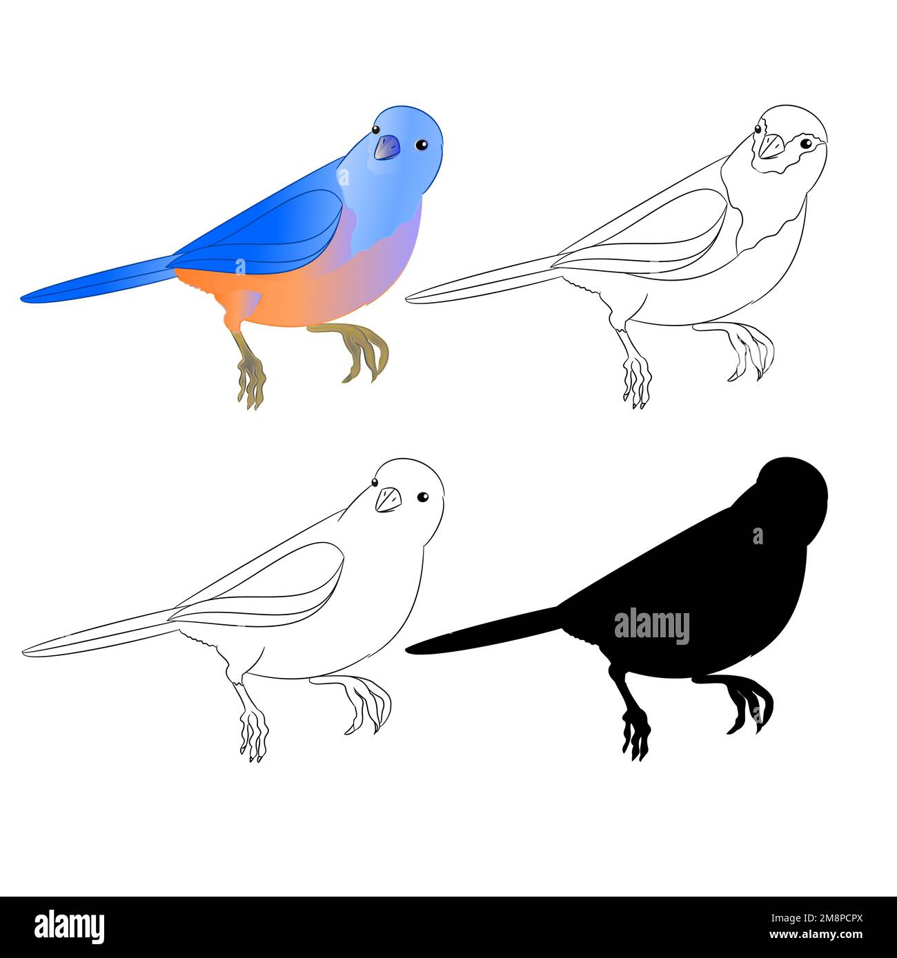 Small bird Thrush Bluebird outline nature and silhouette on a white ...