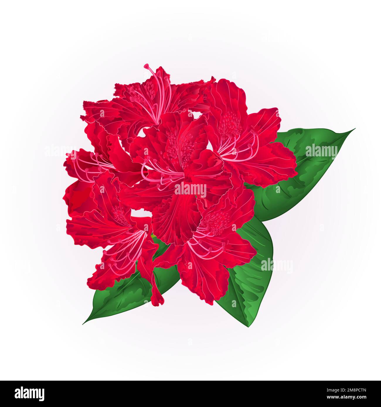 Flowers red rhododendron with leaves on a white background vintage ...