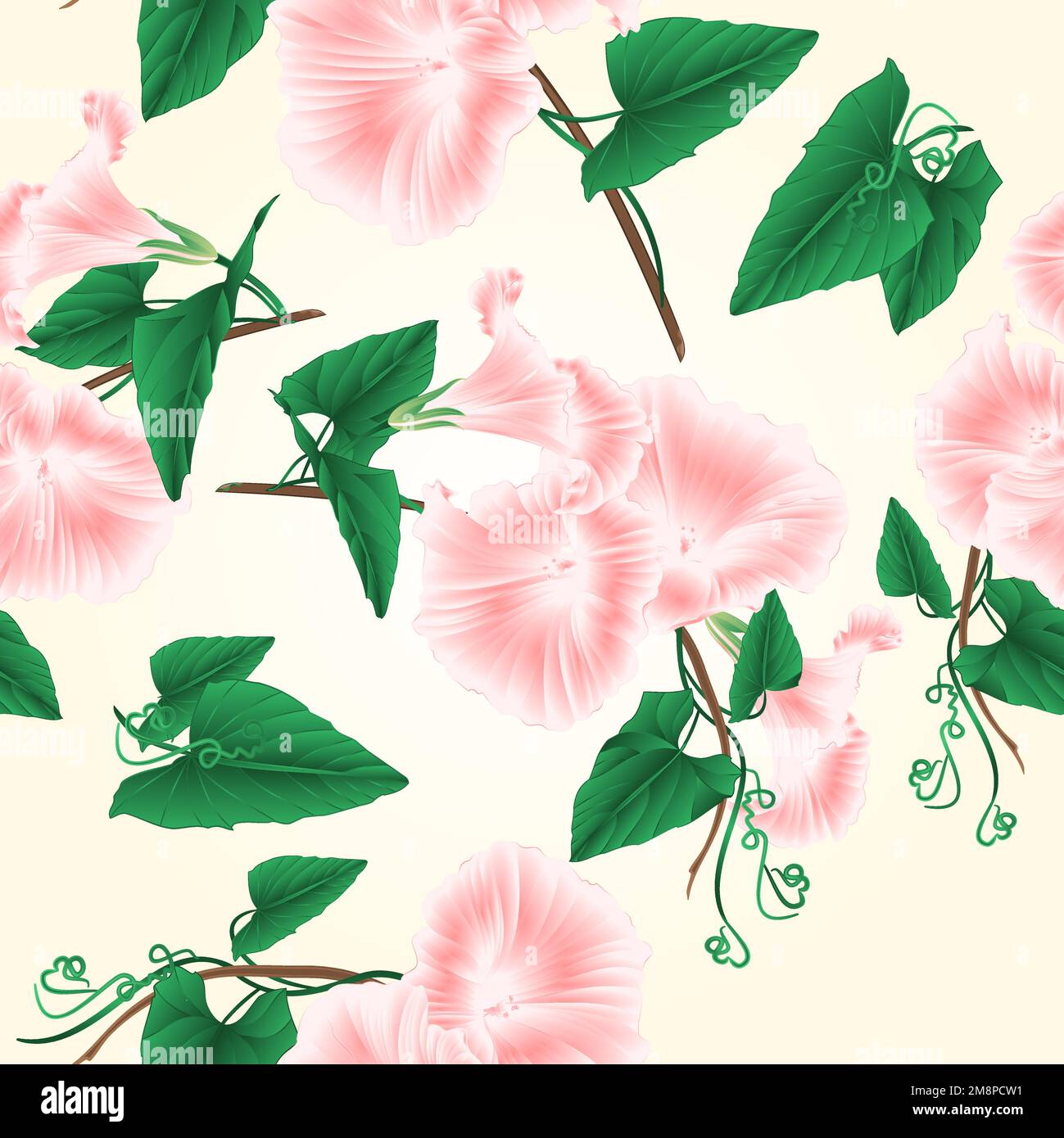 Seamless texture Morning glory pink spring flowers set on a white ...