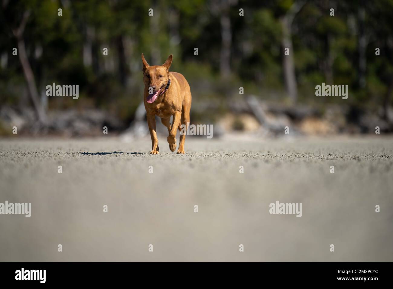 rescue dog on a sandy beach in australia in tasmania Stock Photo - Alamy