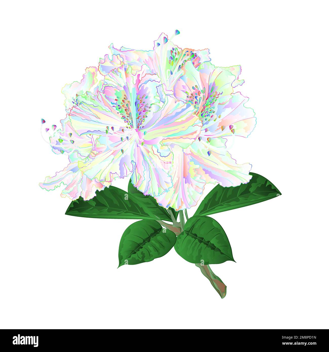 Flowers multicolored rhododendrons twig mountain shrub on a white ...