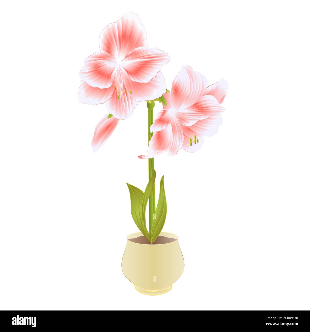 Elegant blooming Amaryllis pink flowers and bud in pot on a white background detailed natural ...