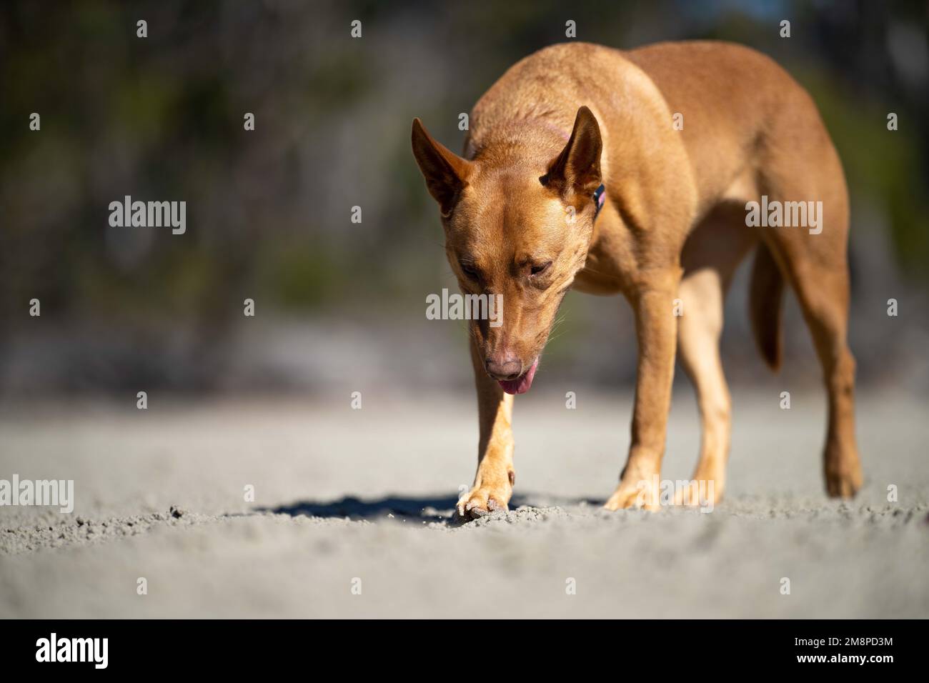 rescue dog on a sandy beach in australia in tasmania Stock Photo - Alamy