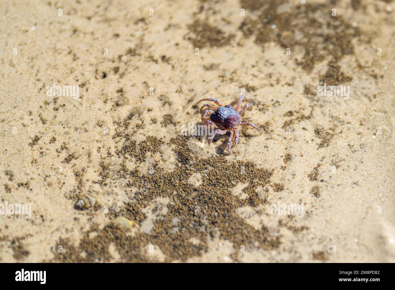 Tasmanian burrowing Southern Soldier crab on a beach close up in ...