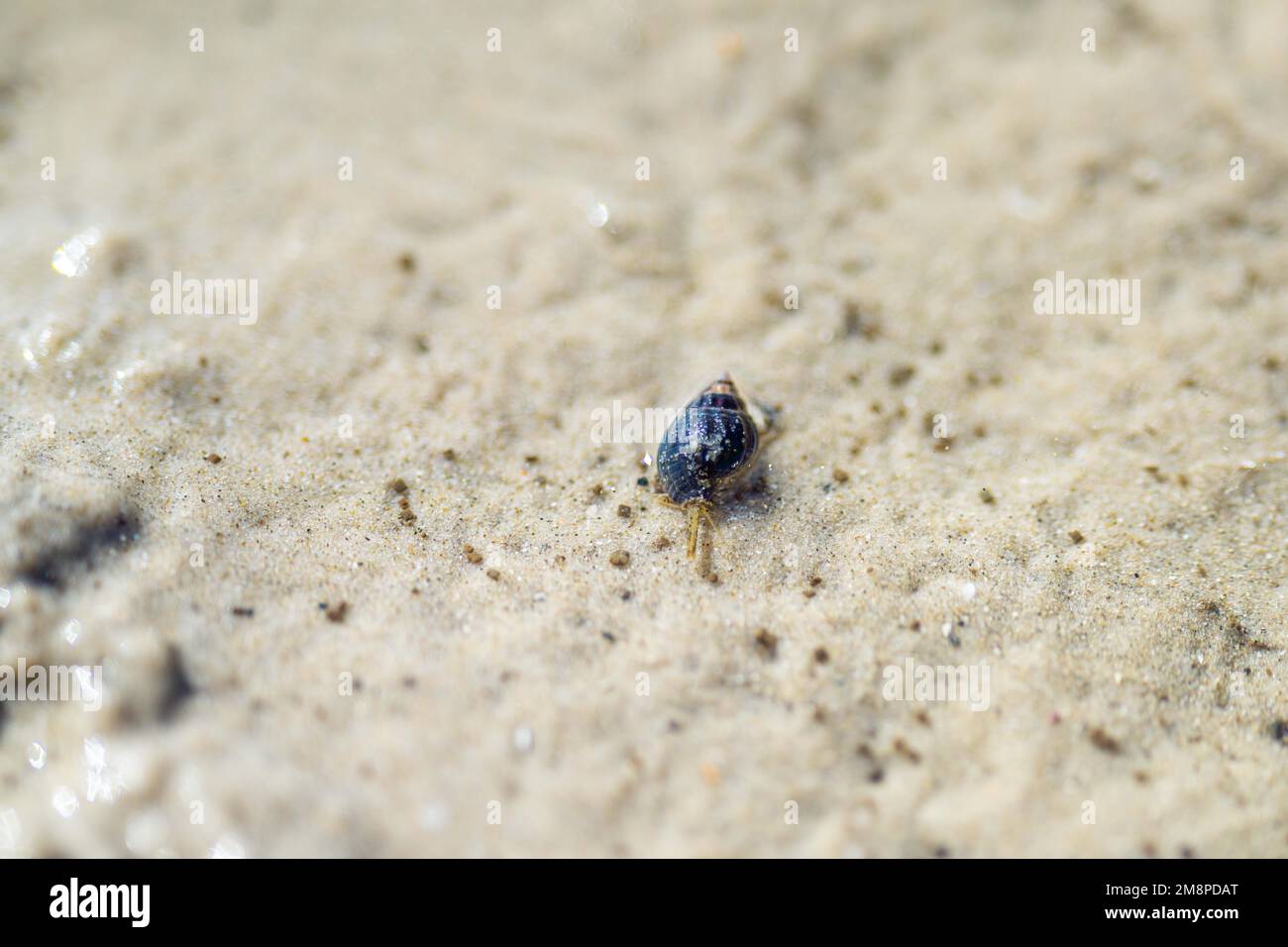 Tasmanian burrowing Southern Soldier crab on a beach close up in ...