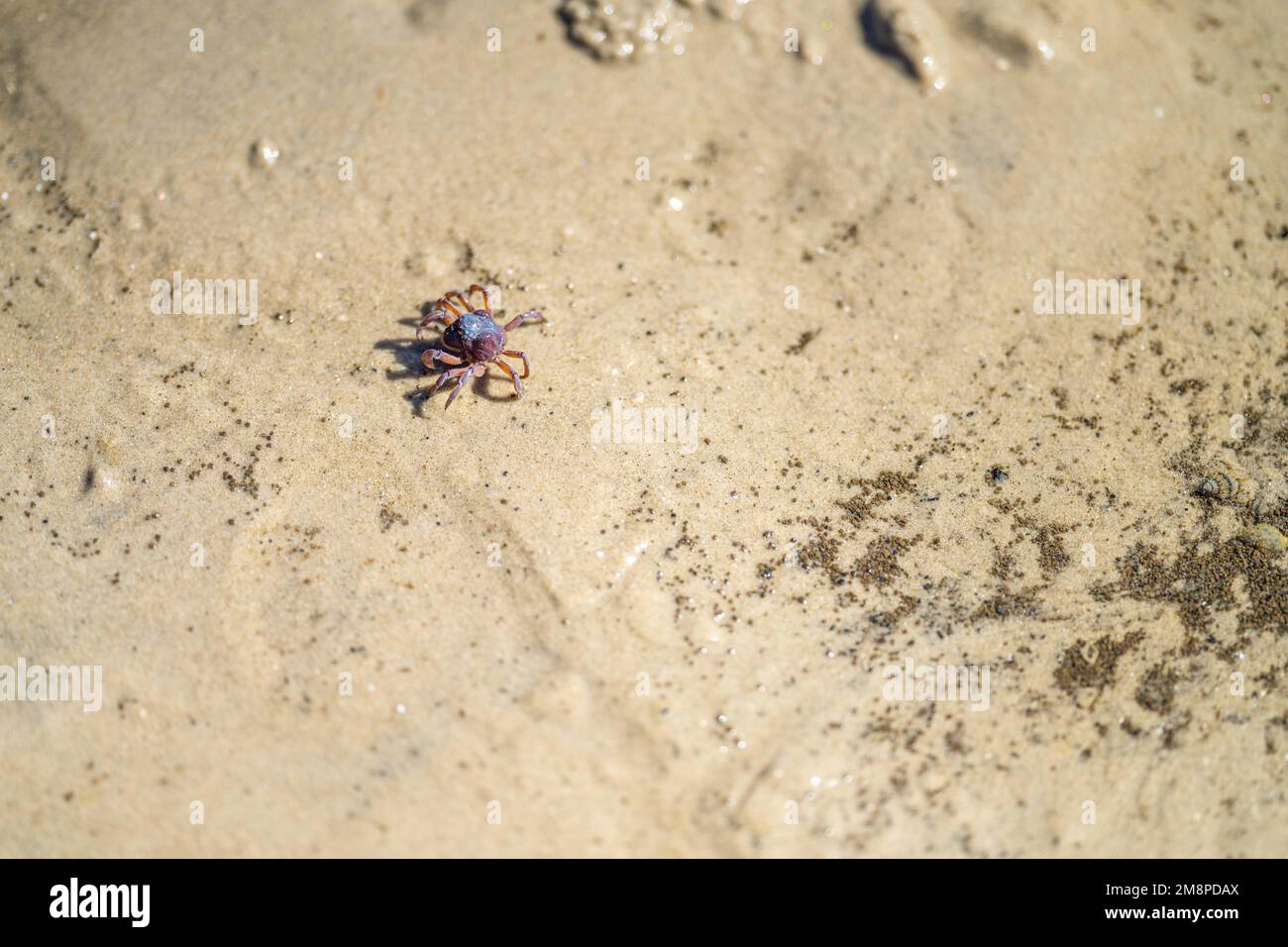 Tasmanian burrowing Southern Soldier crab on a beach close up in ...