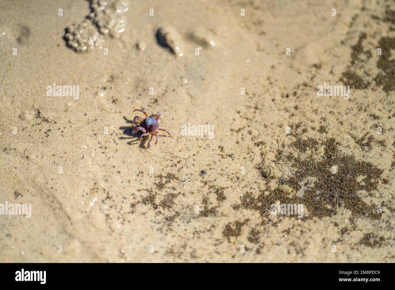 Tasmanian burrowing Southern Soldier crab on a beach close up in ...