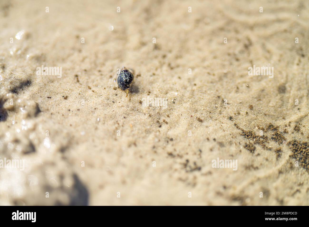 Tasmanian burrowing Southern Soldier crab on a beach close up in ...
