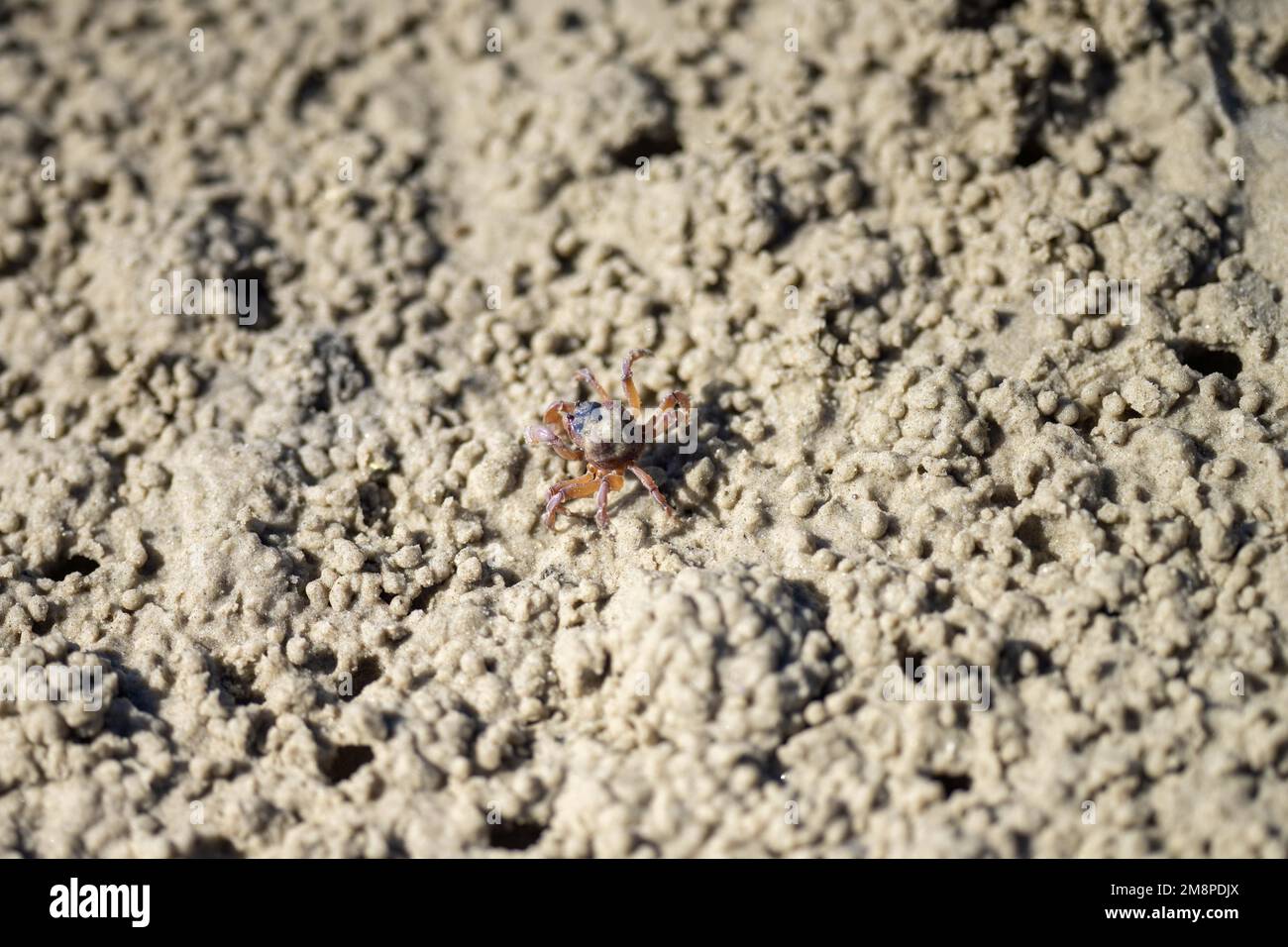 Tasmanian burrowing Southern Soldier crab on a beach close up in ...