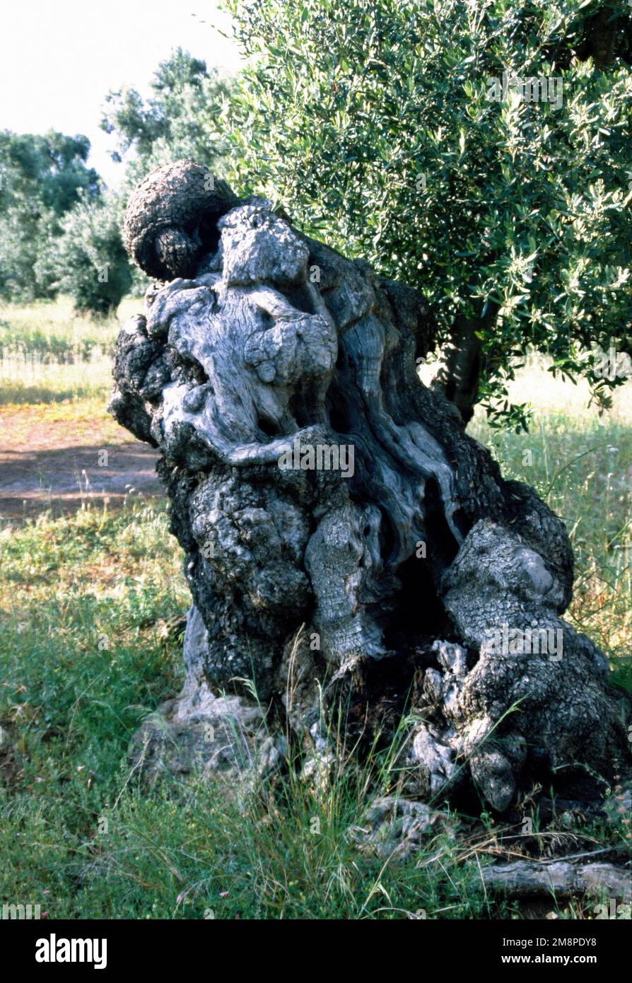 Millenary olive tree hi-res stock photography and images - Alamy