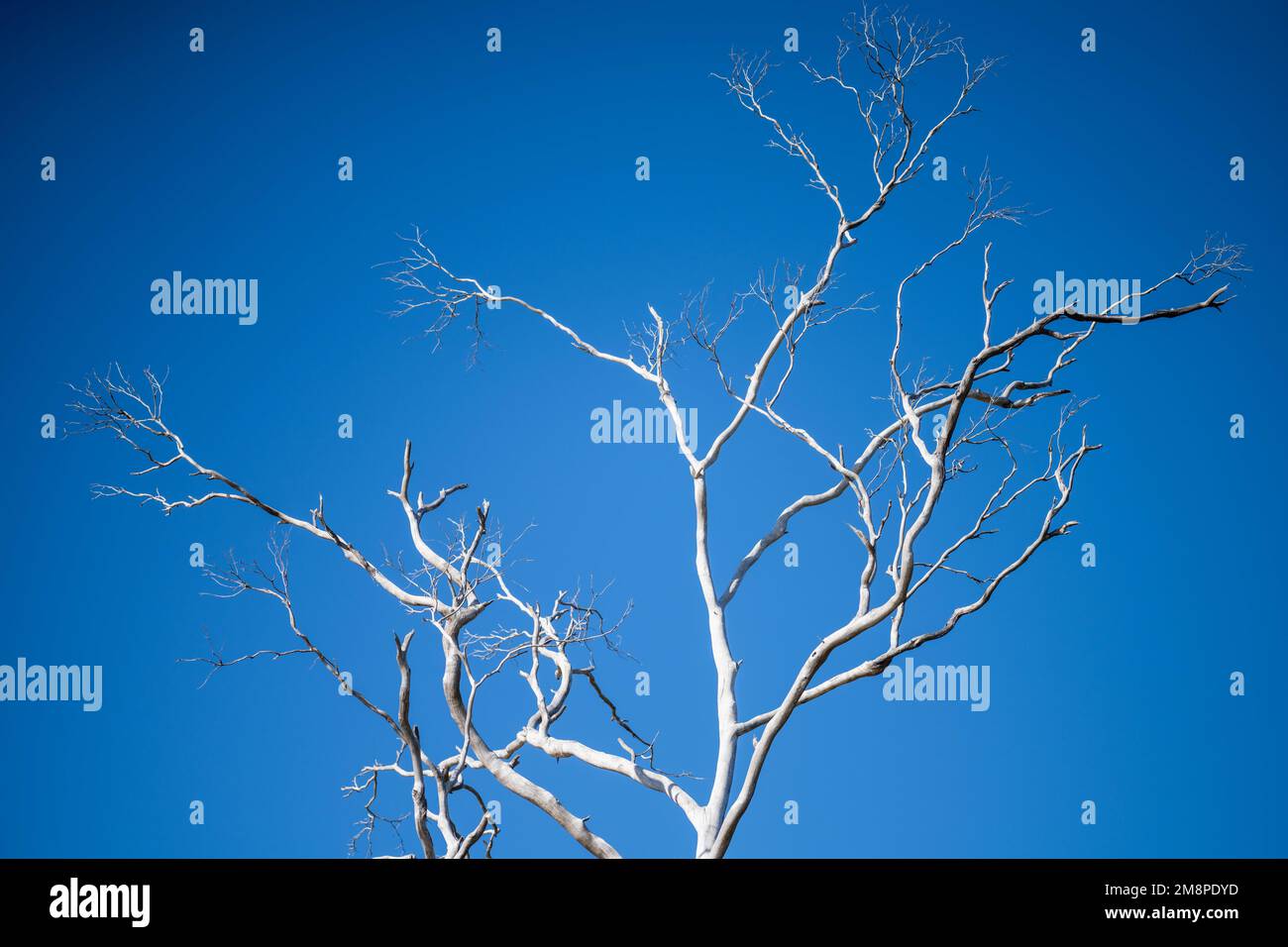 dead gum tree in australia in summer Stock Photo - Alamy
