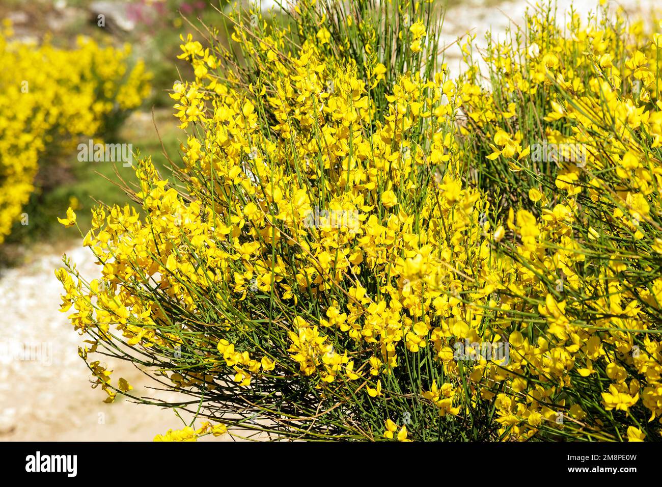 Yellow blossoms in Penteli mountain. Idyllic landscape with mountain ...
