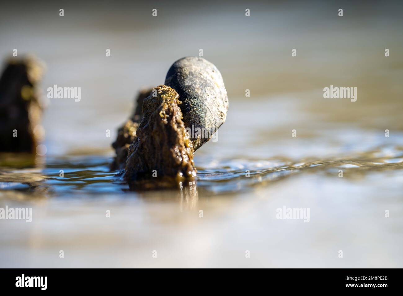 oysters on the beach. growing oyster on a sand beach in tasmania ...