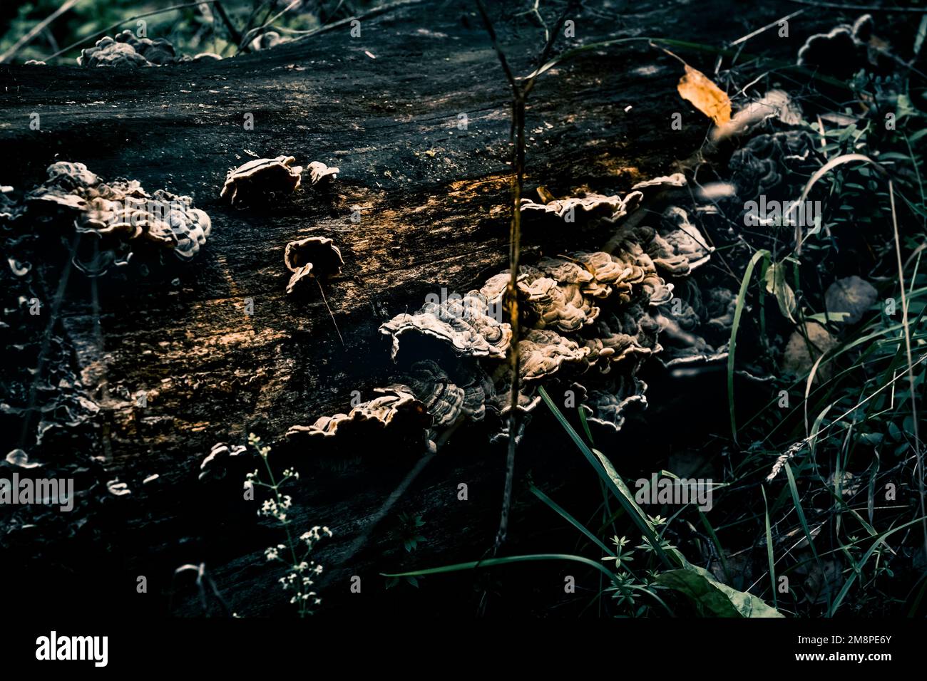 A closeup of fungus on an old broken tree Stock Photo - Alamy