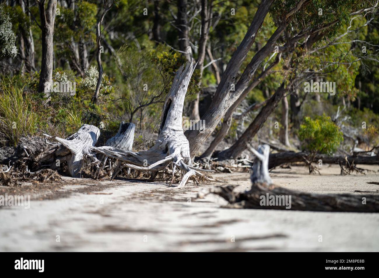 gum tree roots exposed from erosion on the beach Stock Photo - Alamy