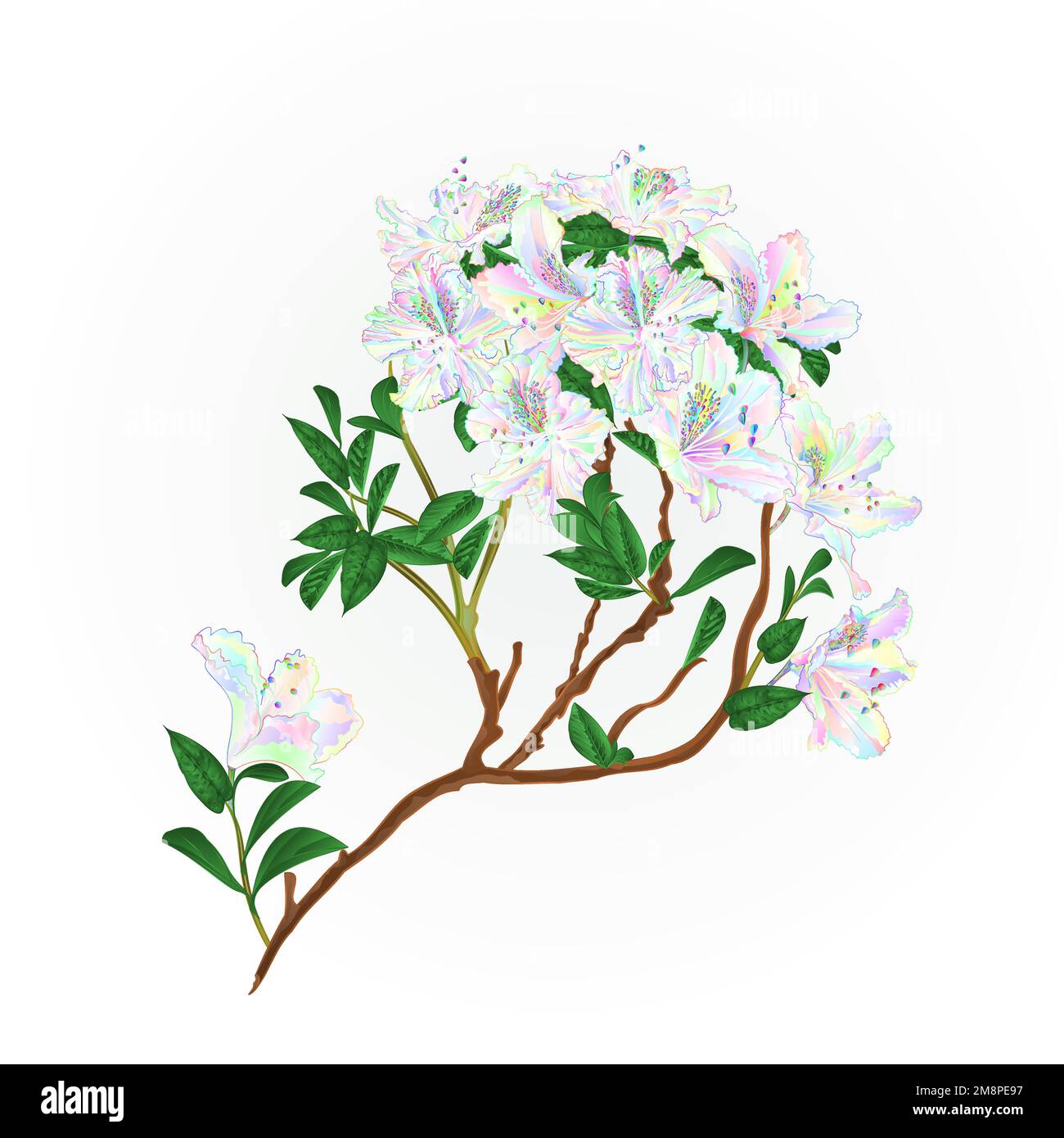 Rhododendron branch flowers multicolored mountain shrub on a white ...