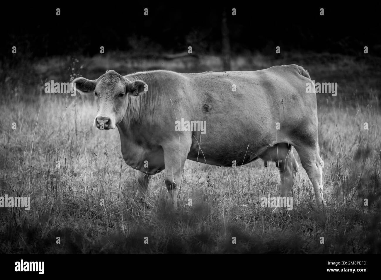 A grayscale of a cow in a meadow Stock Photo - Alamy