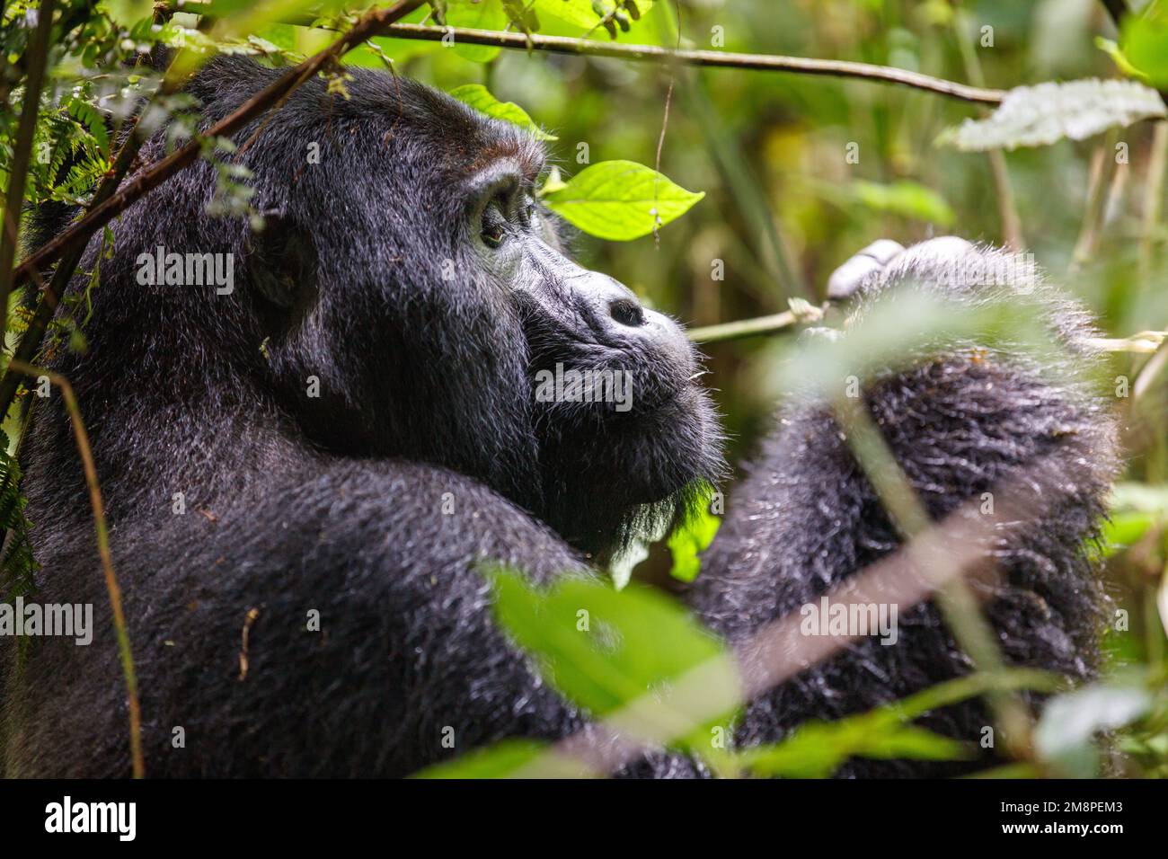 Gorilla ecology hi-res stock photography and images - Alamy