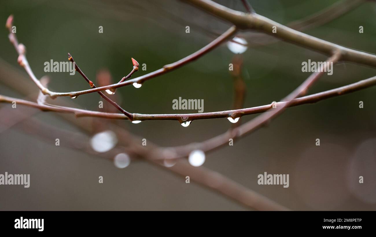 15 January 2023, Baden-Wuerttemberg, Schömberg: Raindrops hang on the ...
