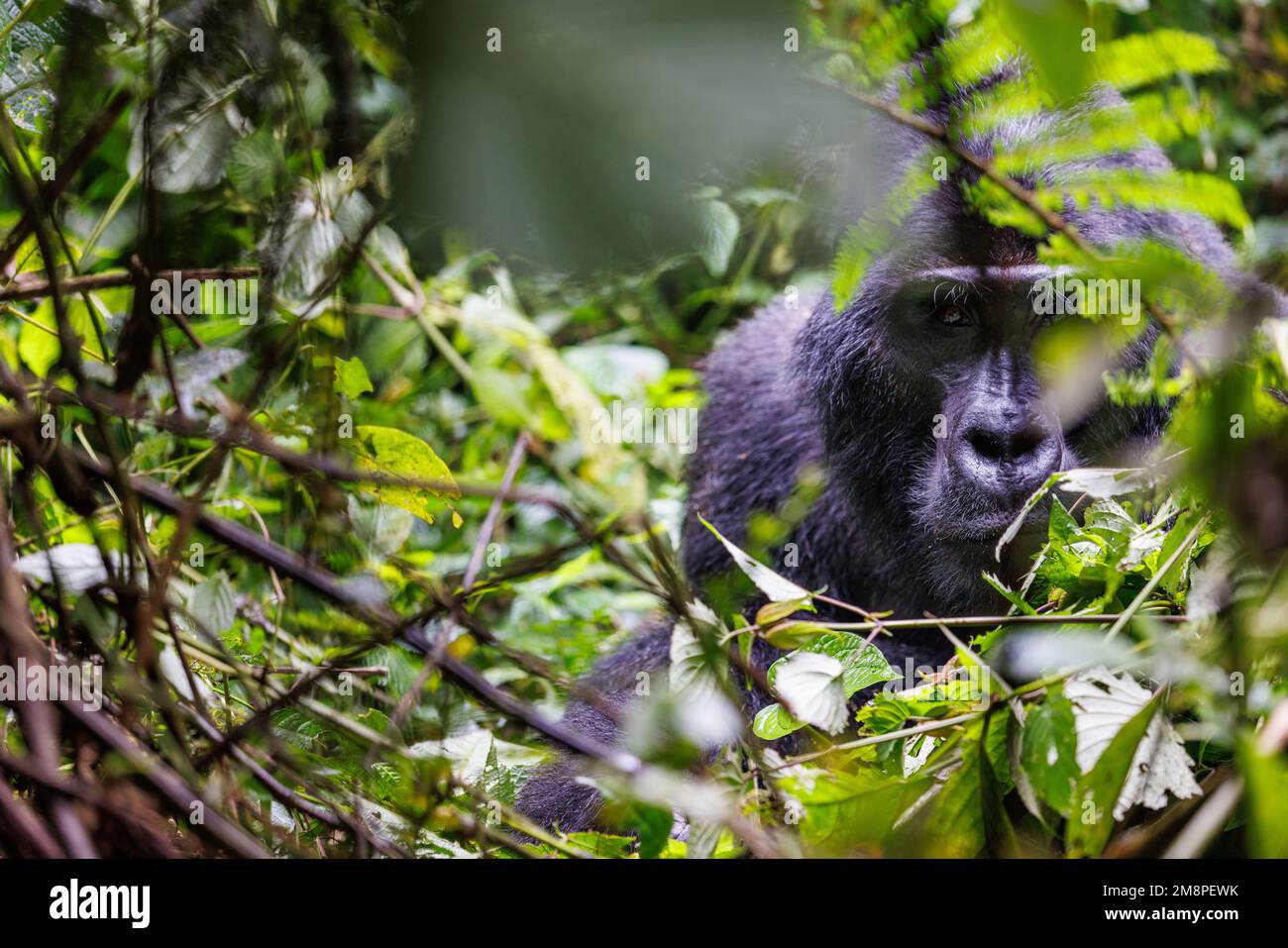 Gorilla ecology hi-res stock photography and images - Alamy