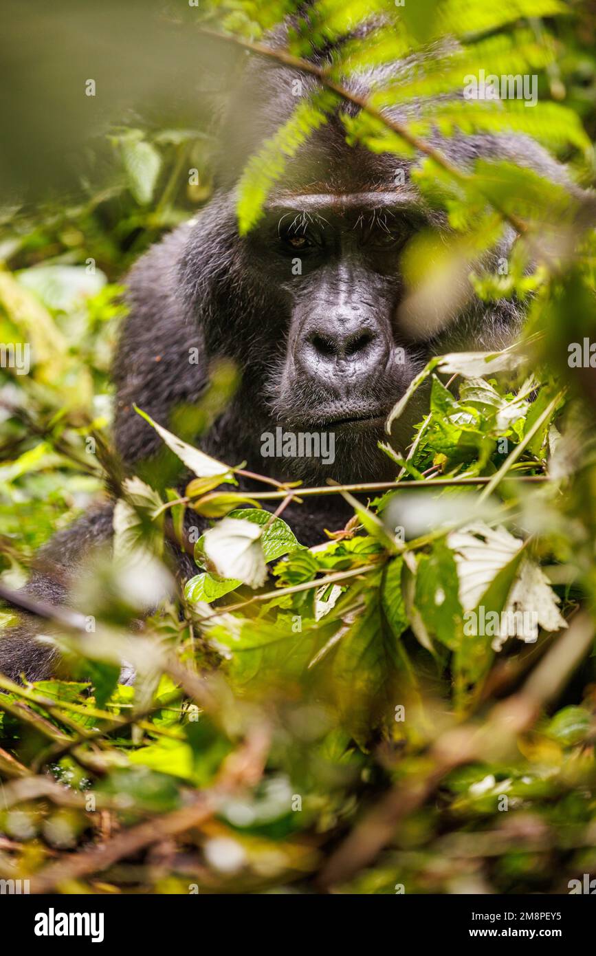 Portrait of an Eastern mountain Silverback gorilla in tropical forest ...