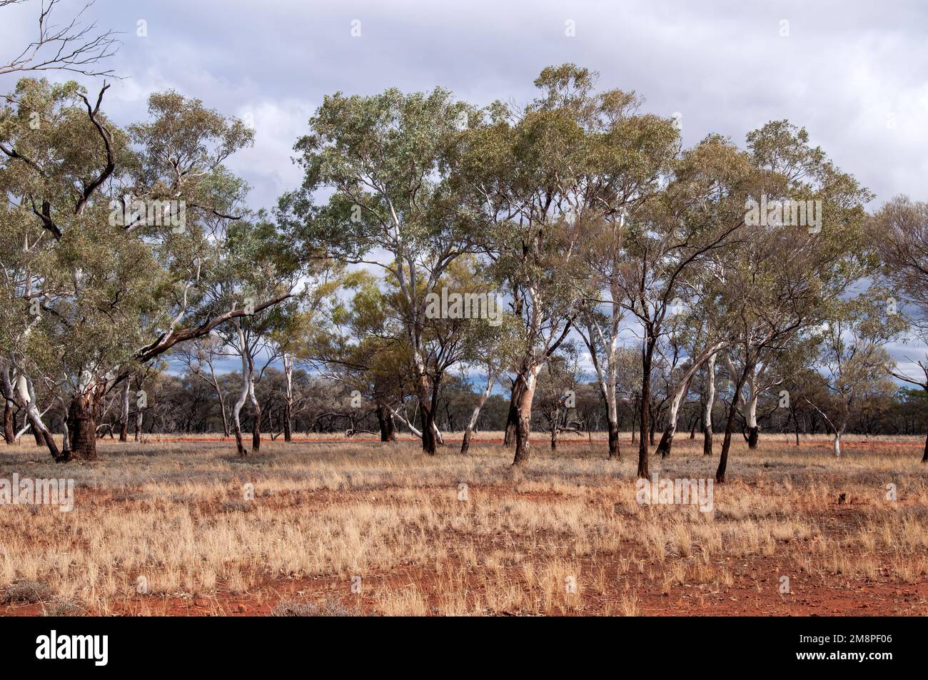 Cobar Australia, view across rural landscape with eucalptus trees after ...