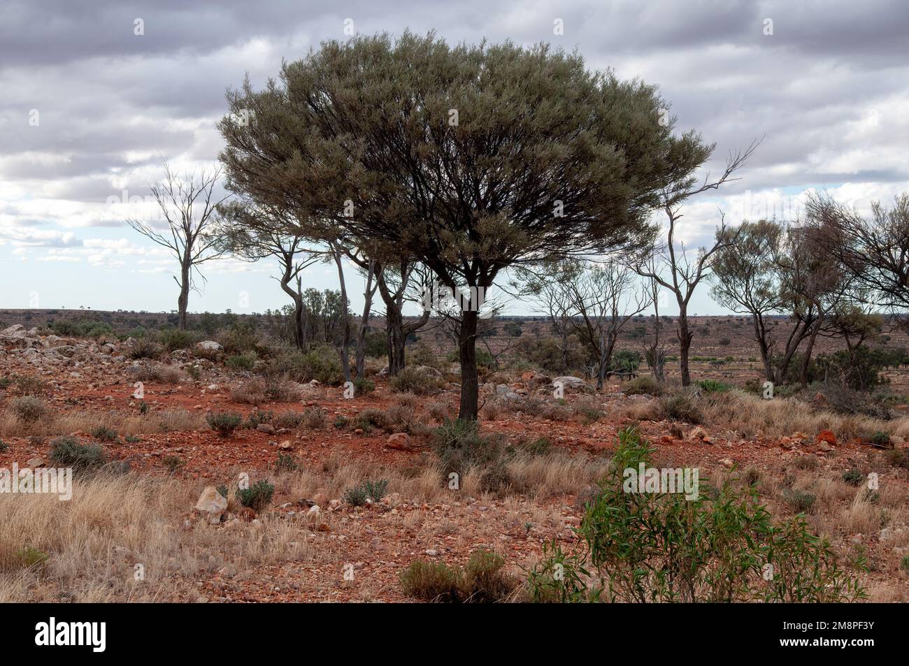 White Cliffs Australia, view of tree and dry grasses with horizon in ...