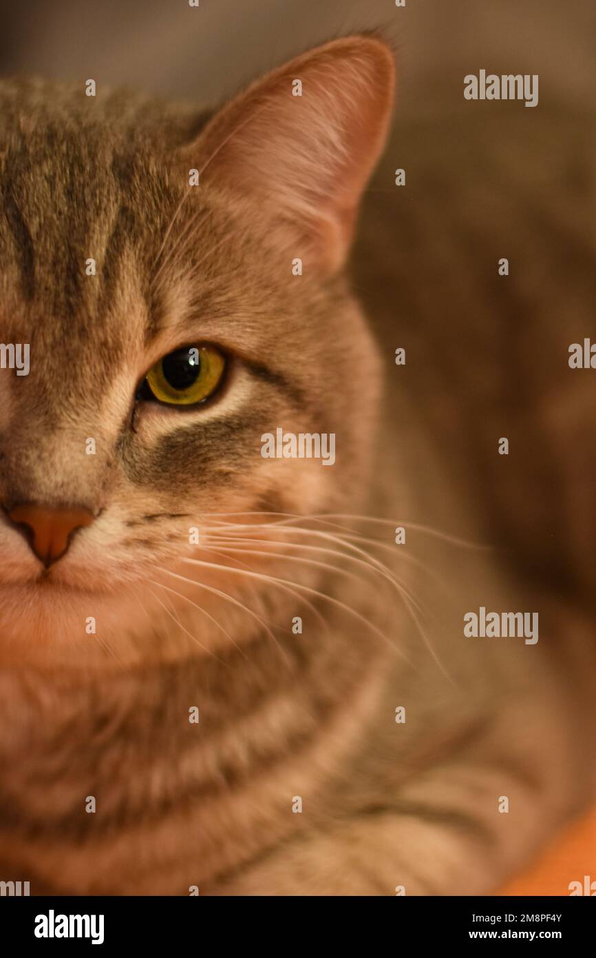 Half portrait cat hi-res stock photography and images - Alamy