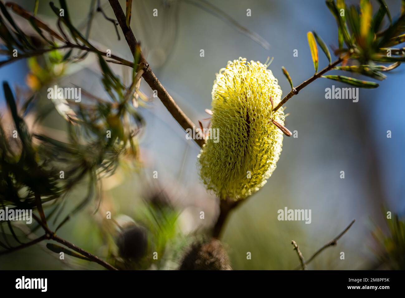 yellow Banksia flower in tasmania australia in summer Stock Photo - Alamy