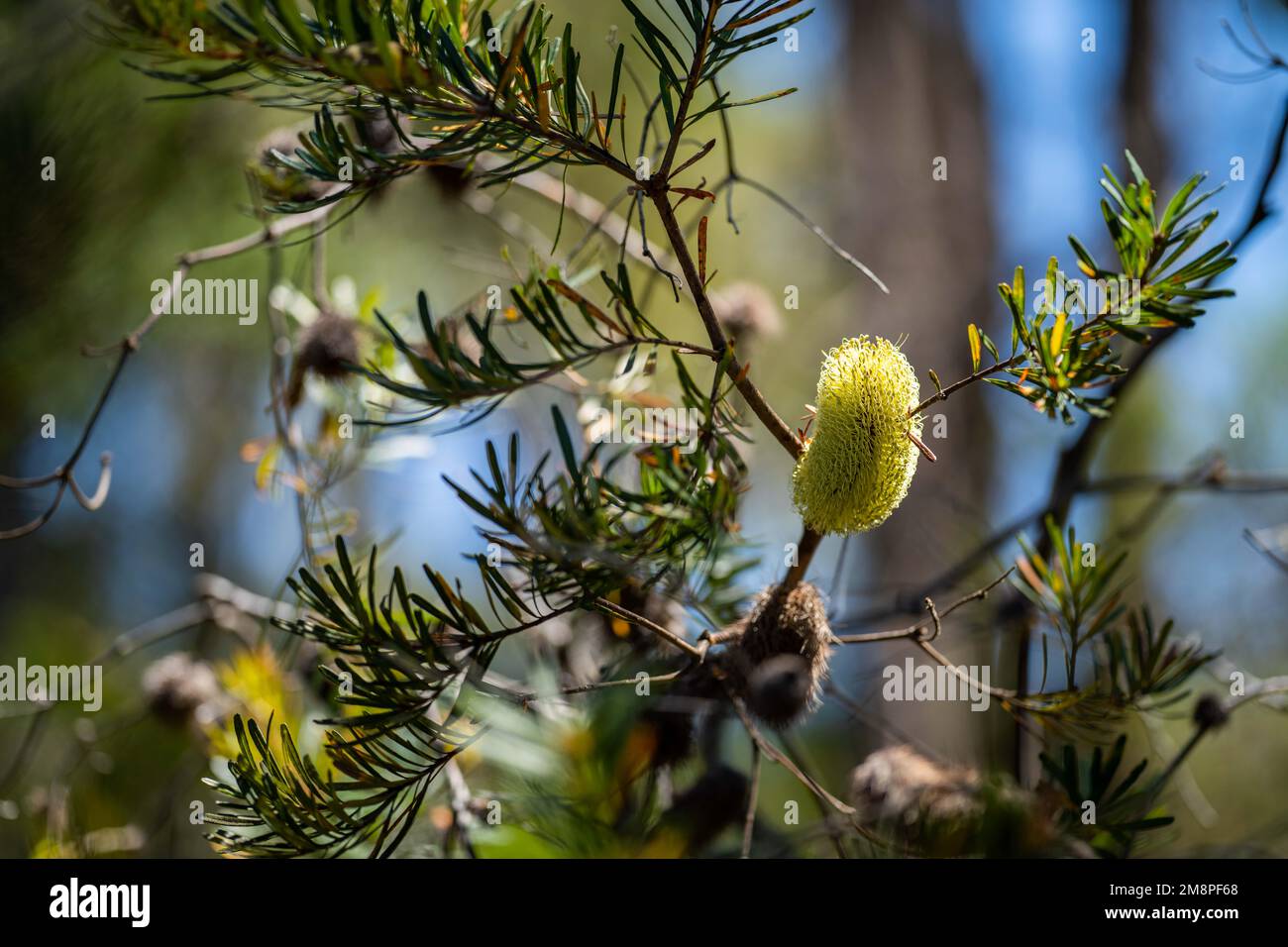 Australian native flower graphic hi-res stock photography and images ...