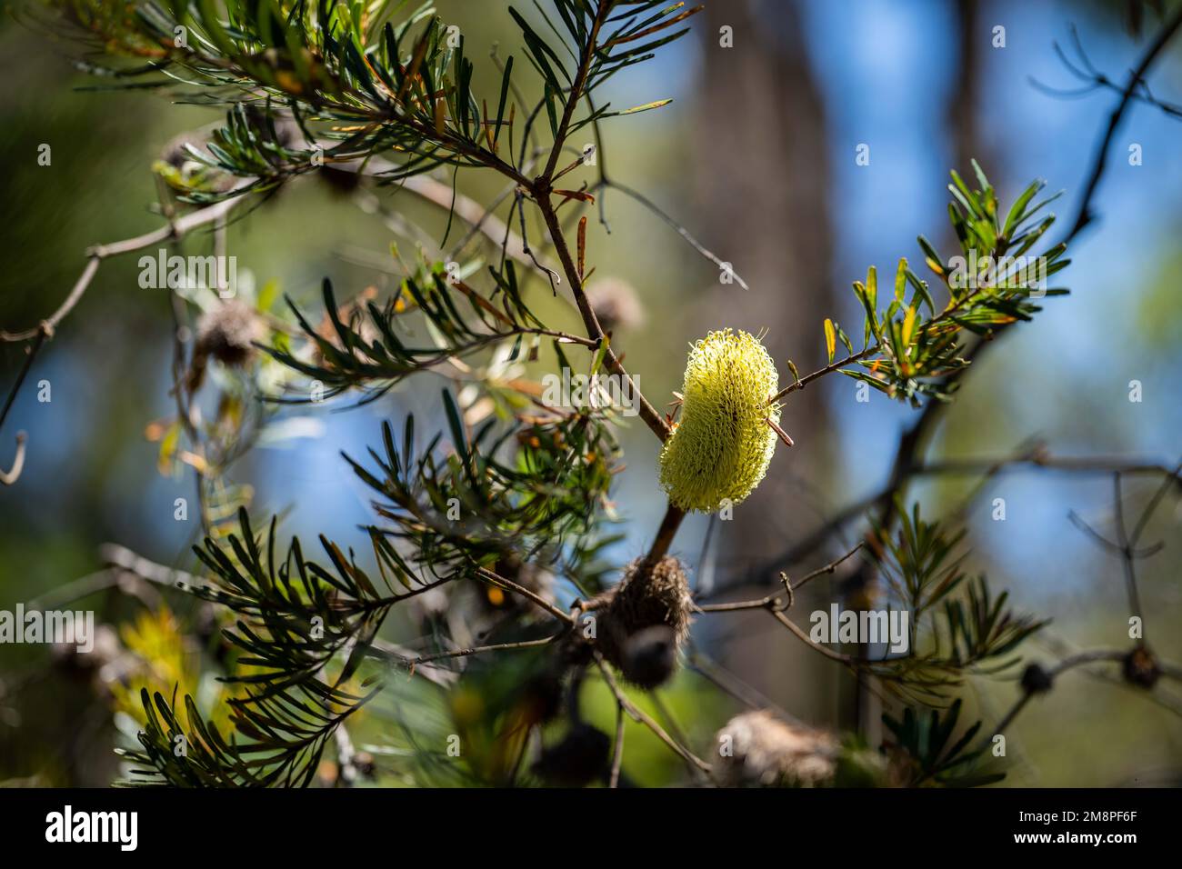 Australian native floral pattern hi-res stock photography and images ...