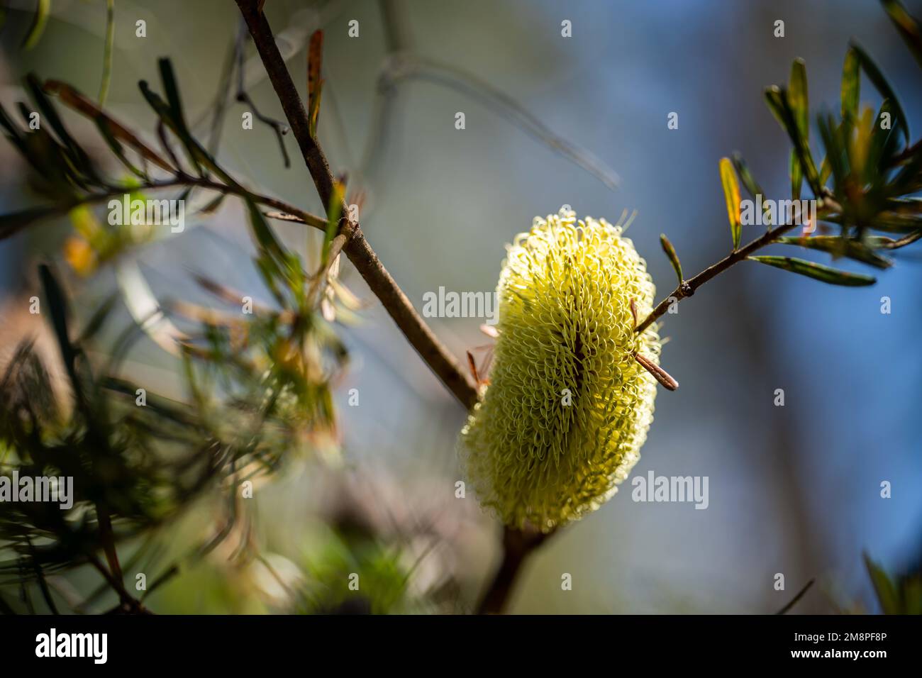 Australian native flower graphic hi-res stock photography and images ...