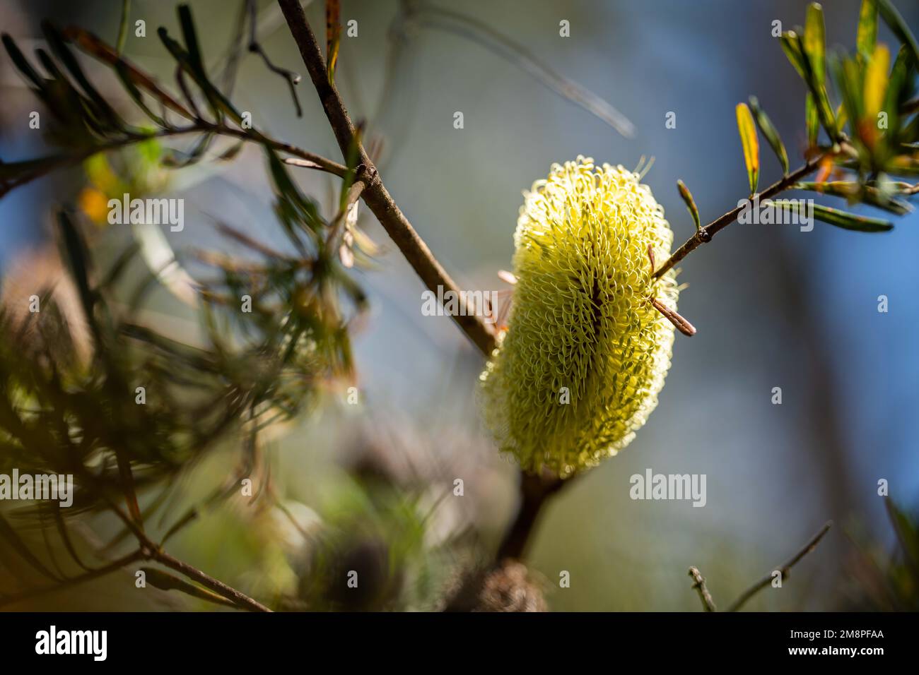 Australian native floral pattern hi-res stock photography and images ...