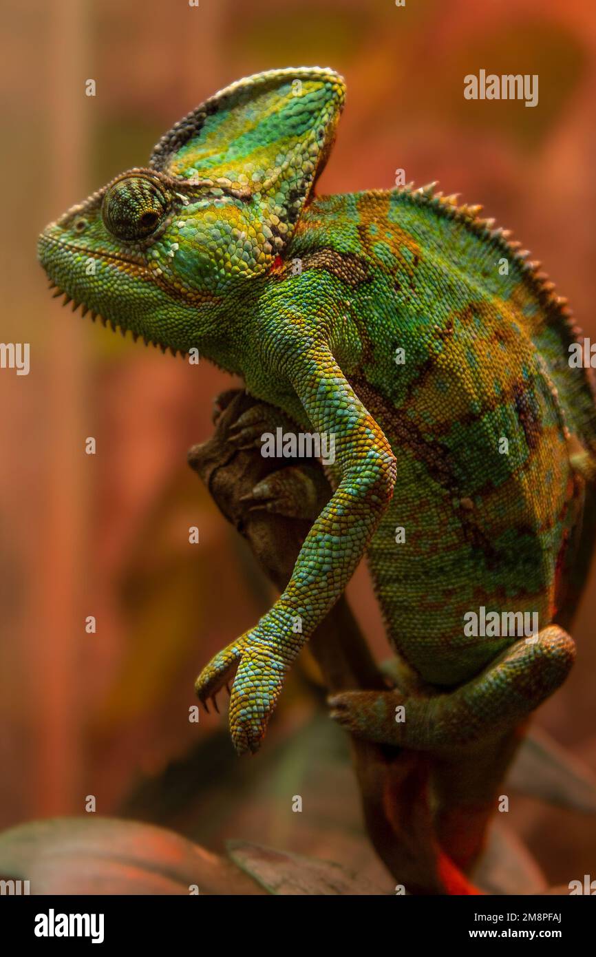 The green chameleon Chamaeleonidae is a family of lizards that can ...