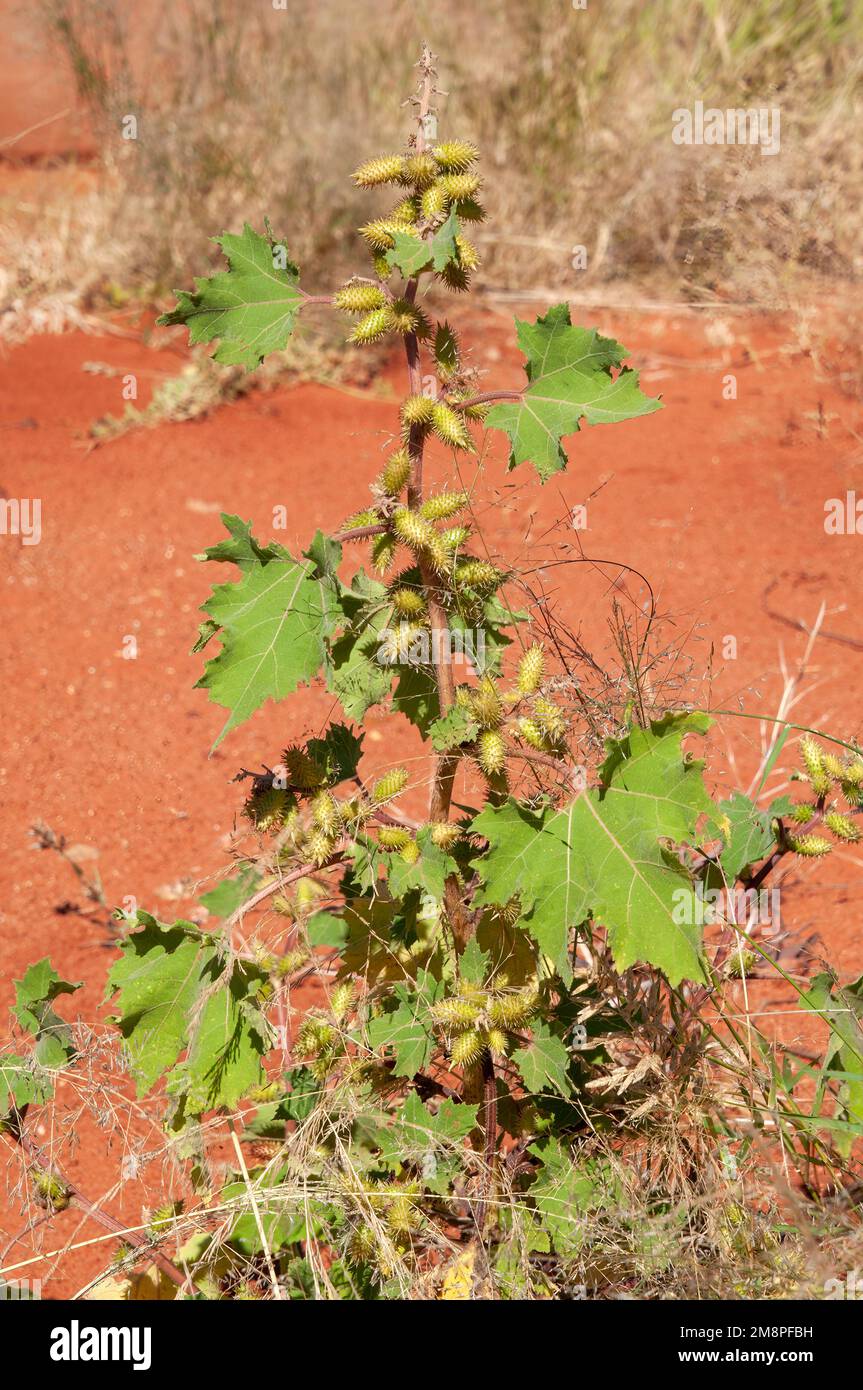 Larger cocklebur hi-res stock photography and images - Alamy