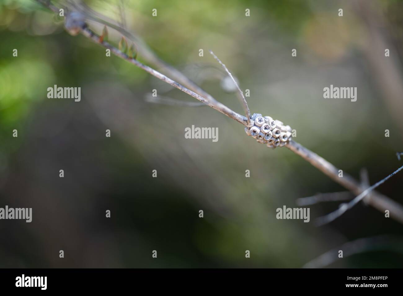 Native tasmanian flower hi-res stock photography and images - Alamy